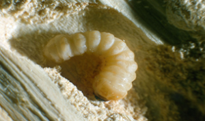 Poplar borer - wood boring beetle that attack Swedish Aspen and ...