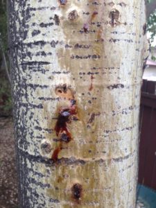 Poplar borer - wood boring beetle that attack Swedish Aspen and ...