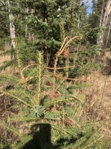 White Pine Weevil -What to do - ATTS Group Inc -Yard Whispers