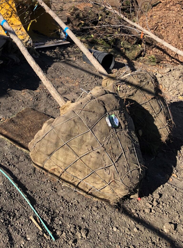 Planting Caliper Trees - ATTS Group Inc -Yard Whispers