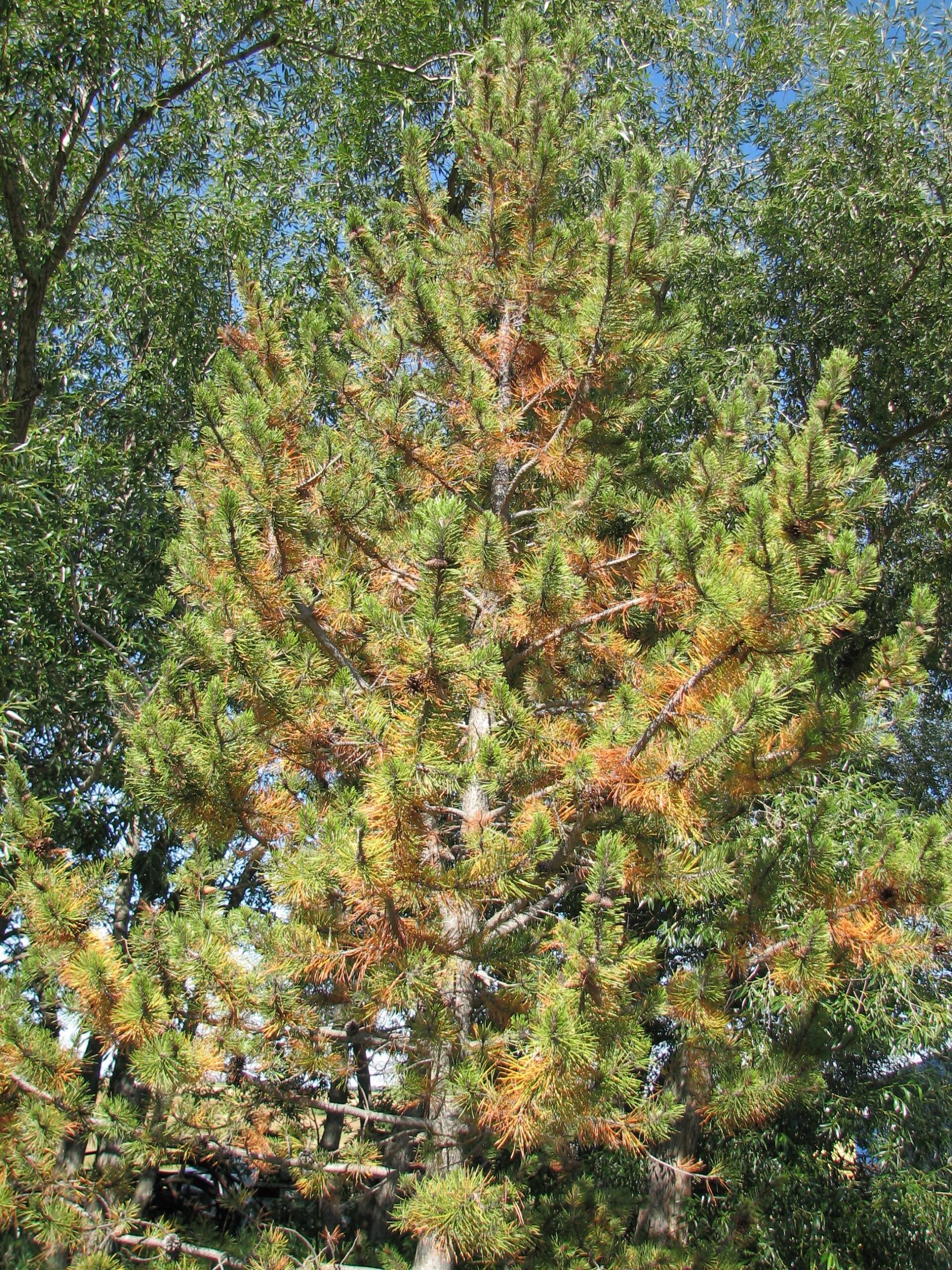 Seasonal/Fall Needle Drop - ATTS Group Inc -Yard Whispers